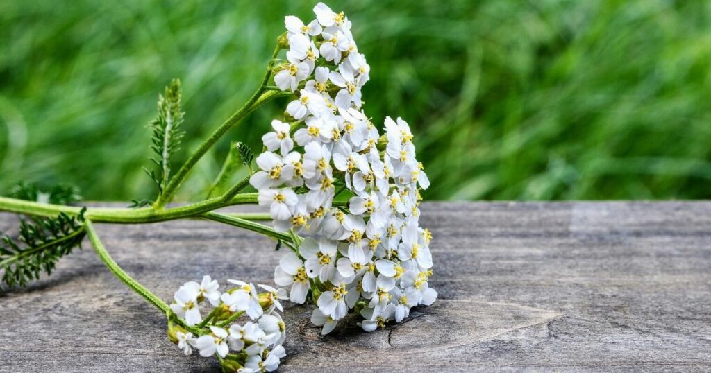 Cickafark | Nepgyogyaszat.com