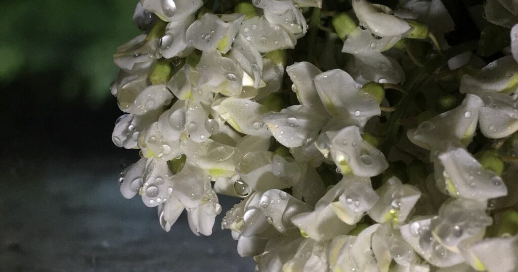 Fehér akác | Nepgyogyaszat.com