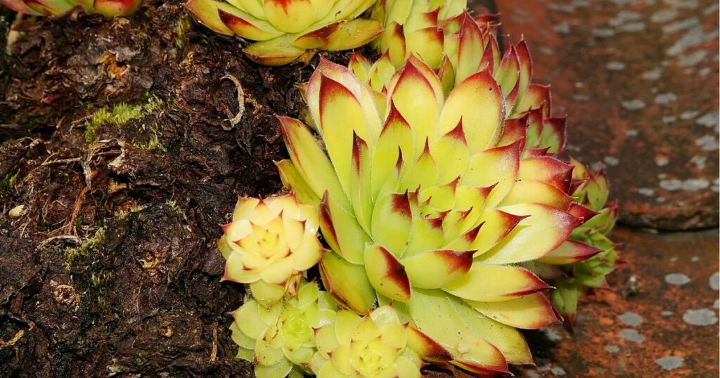 Kövirózsa | Nepgyogyaszat.com