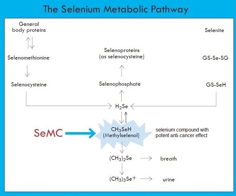 Mellek és a jód? Még ilyet! | Nepgyogyaszat.com